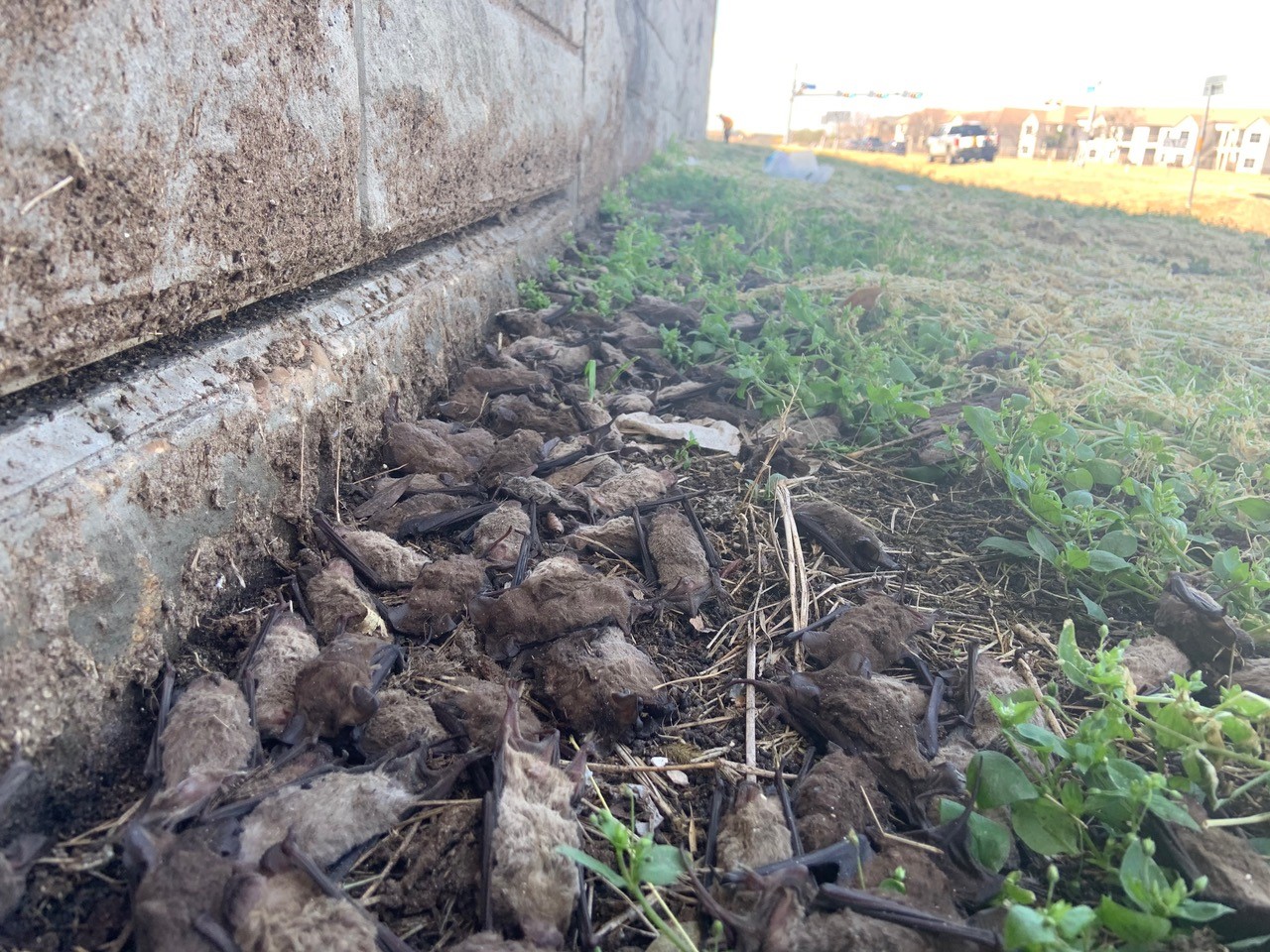 TPWD: Winter snowstorm causes large bat fatalities under bridges