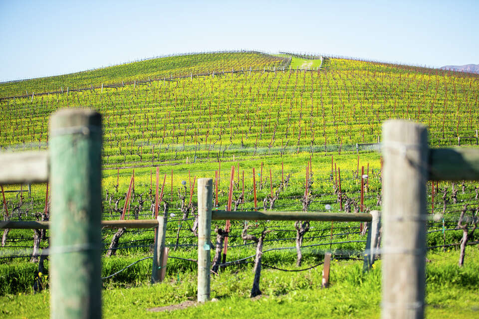 I found the Bay Area hill in Windows XP’s iconic wallpaper