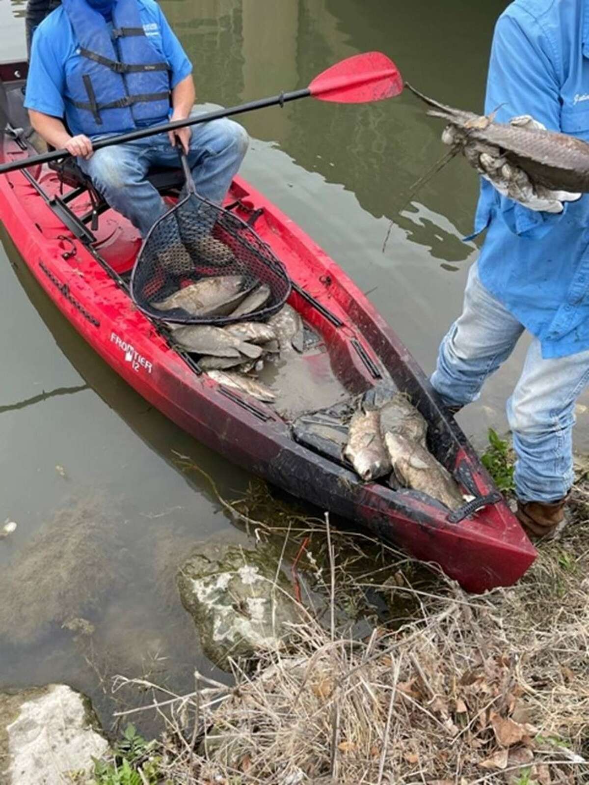 Dead fish keep showing up along Texas beaches, as well as the San ...