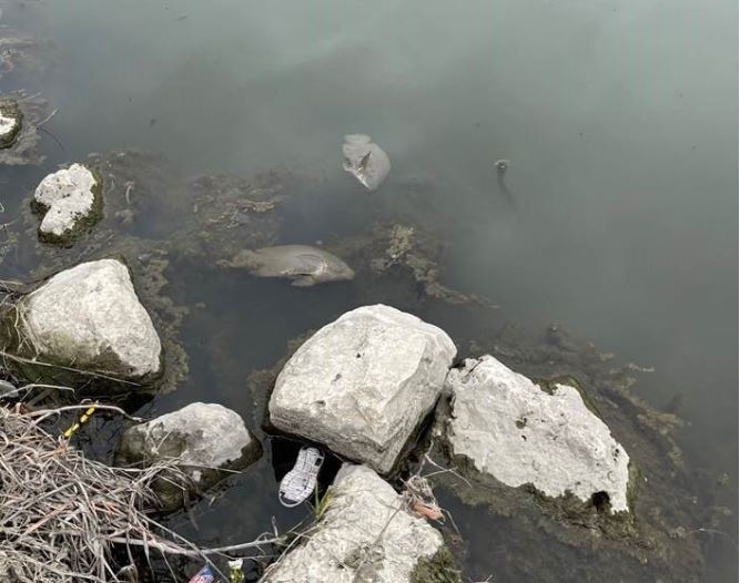 Dead fish keep showing up along Texas beaches, as well as the San ...