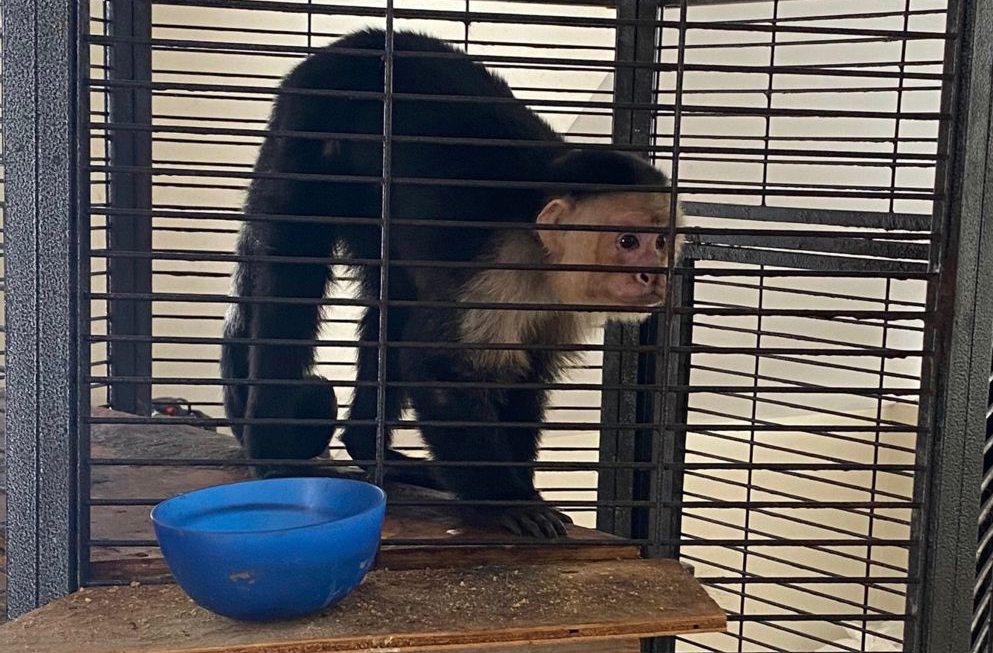 Monkey seized in drug, weapons raid turned over to zoo