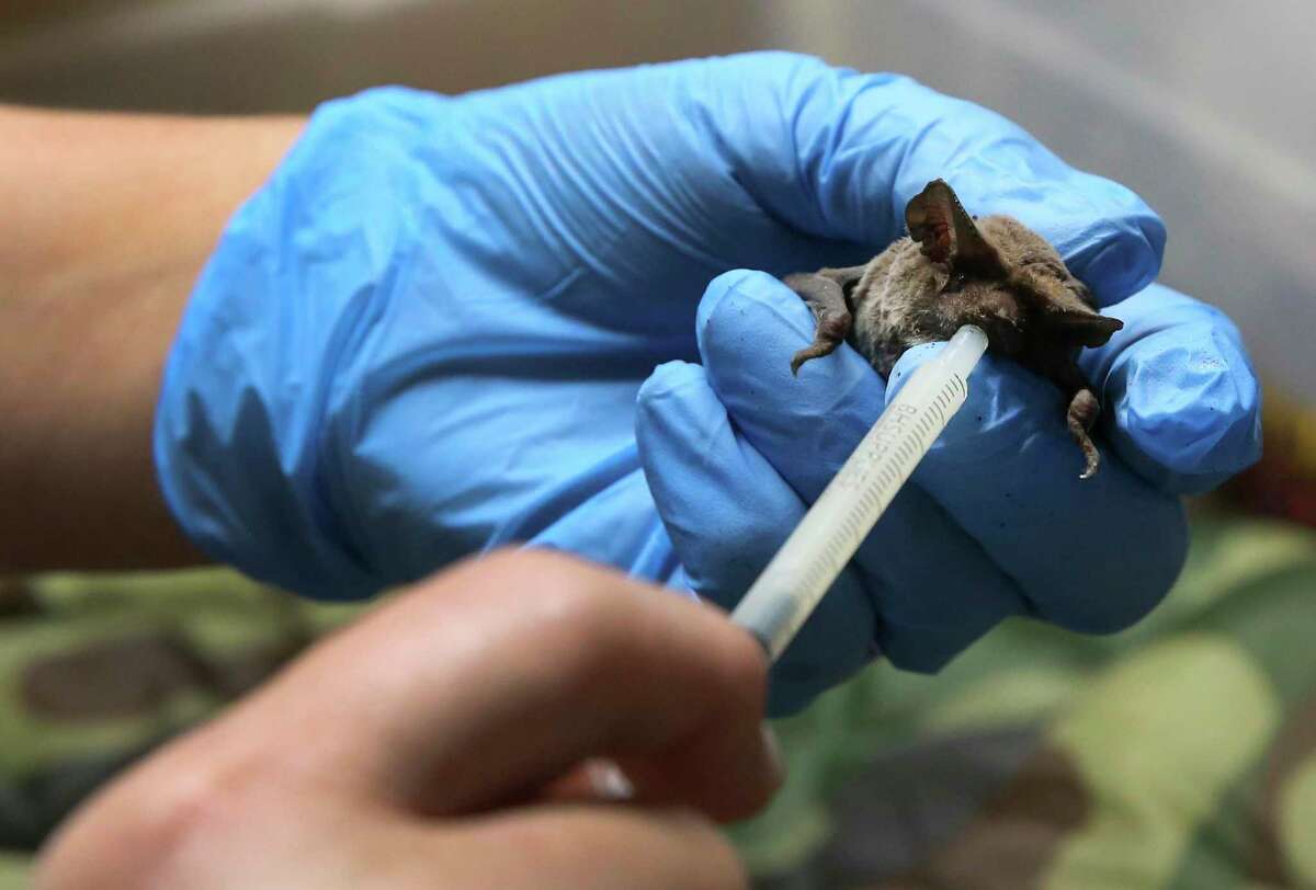 Local animal rehab founder teams up with Animal Care Services to rescue ...