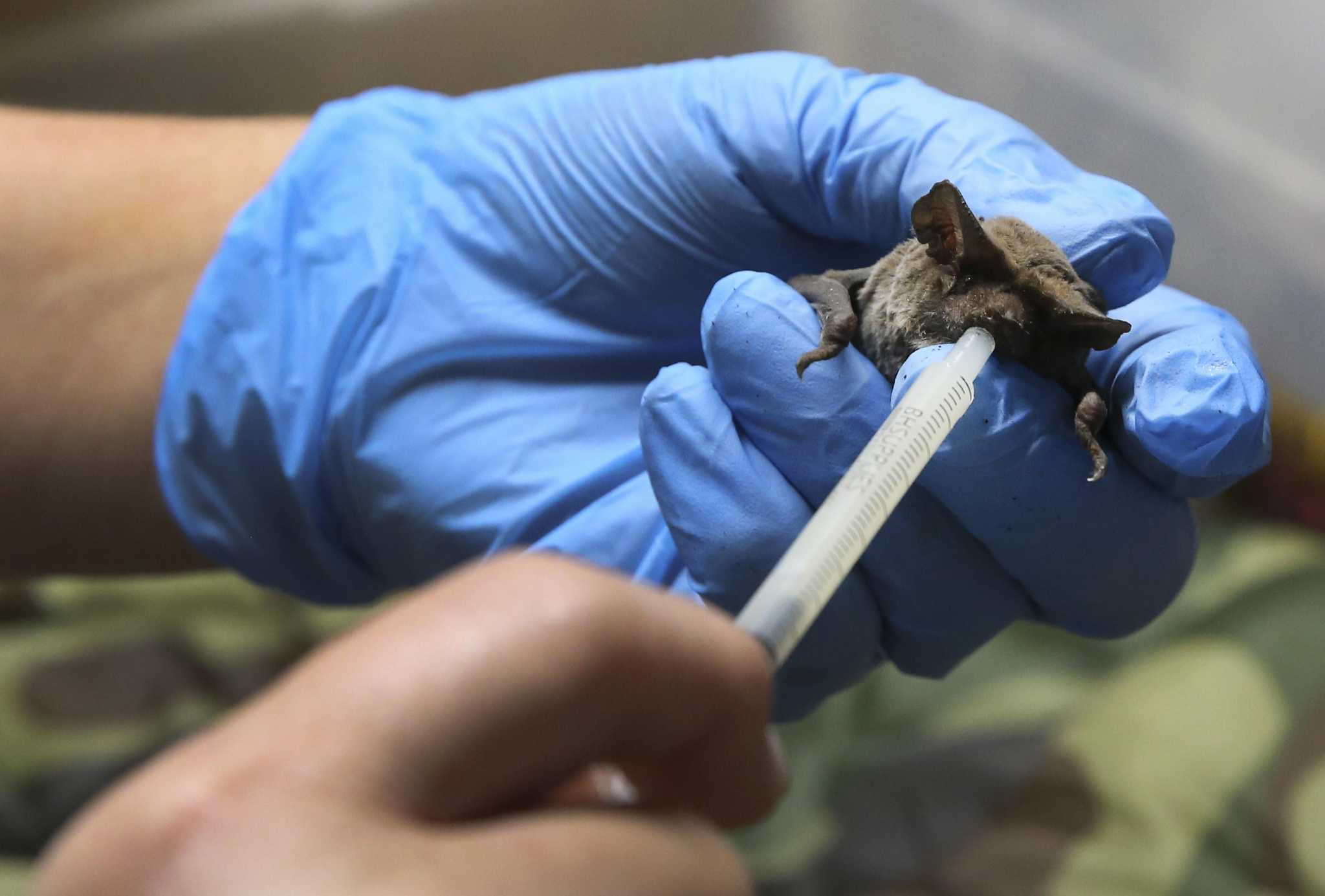 Local animal rehab founder teams up with Animal Care Services to rescue ...