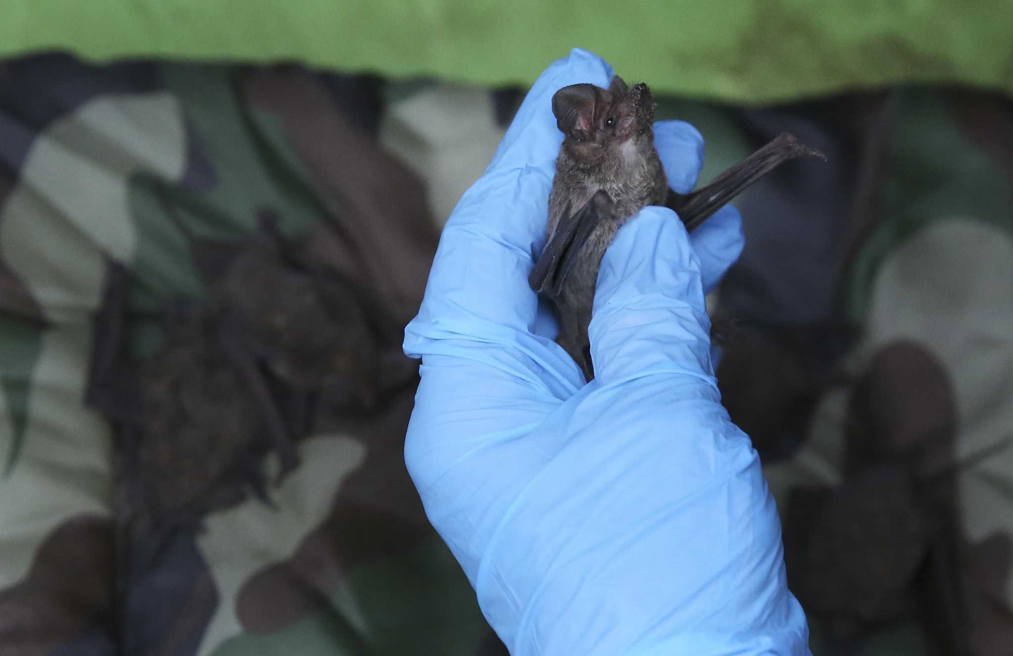 Baby bat season brings hope after devastating deaths during Texas deep ...