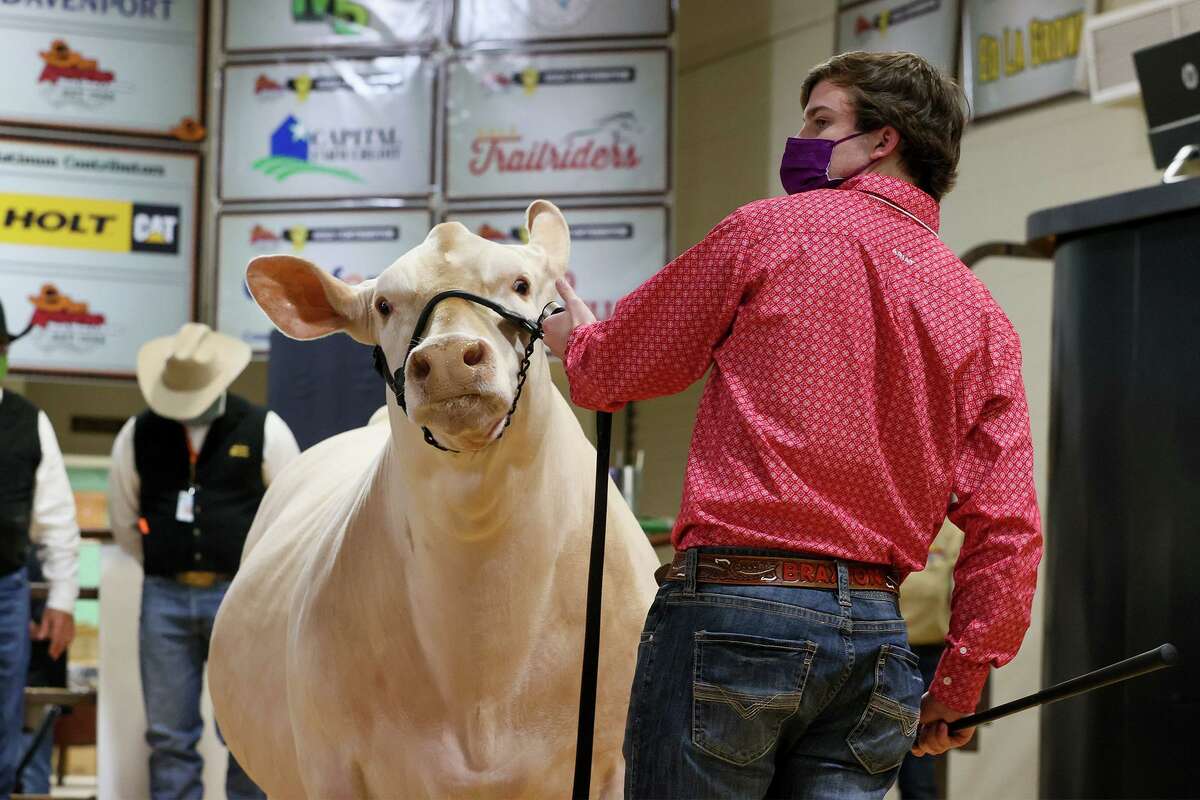 Junior Market Steer Auction an invitation only event this year to ...