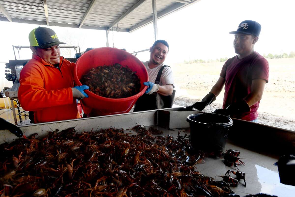 Winter freeze deals blow to crawfish farmers