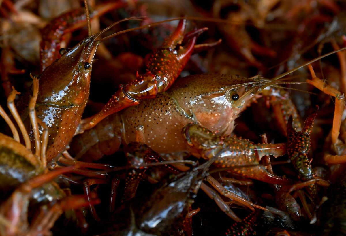 Winter freeze deals blow to crawfish farmers