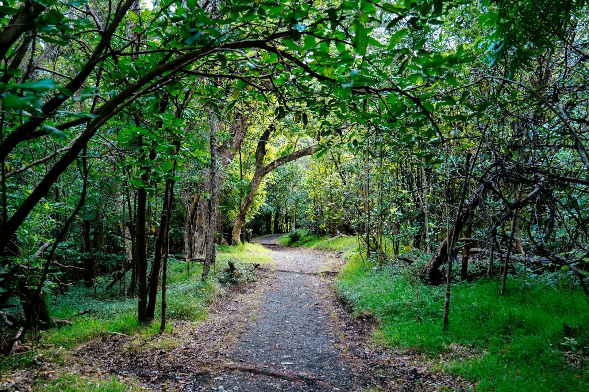 Inside Kipukapuaulu, the magical hike through one of Hawaii's 'forest ...