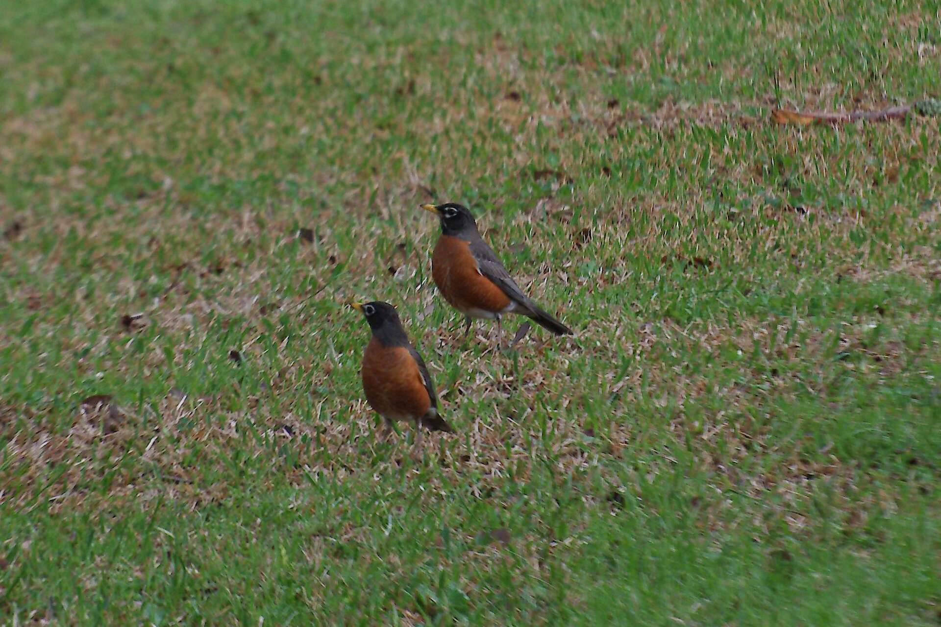 Manvel woman is eager to introduce you to birding