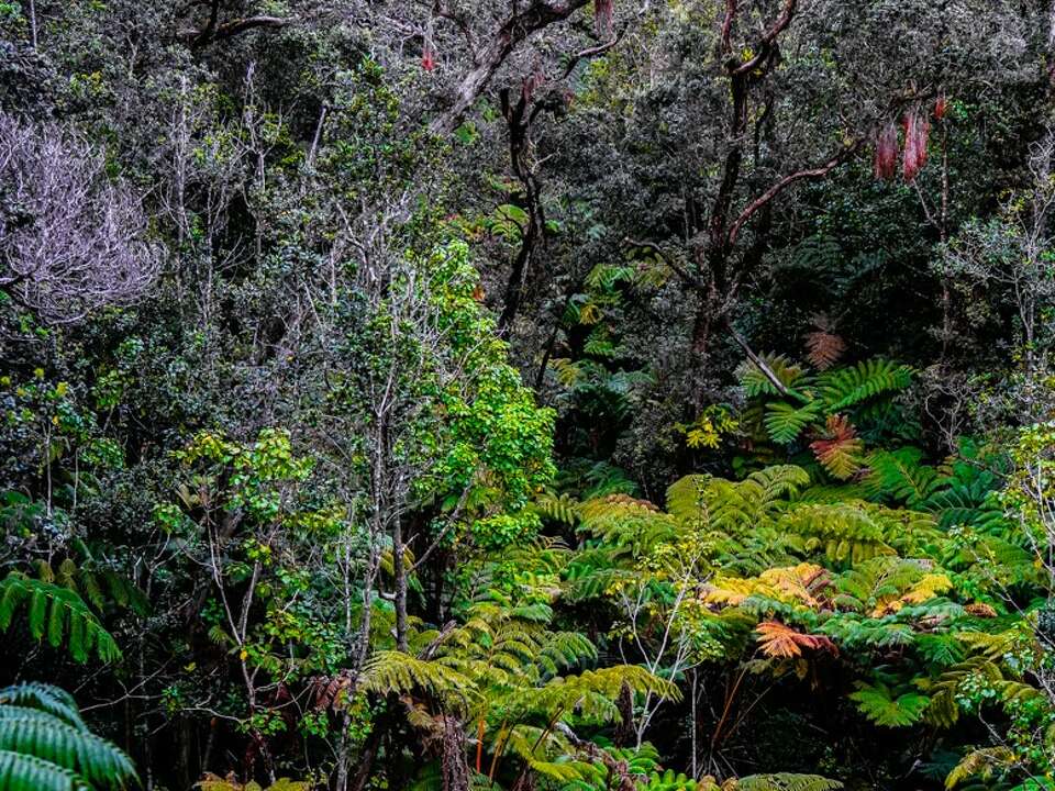 Inside Kipukapuaulu, the magical hike through one of Hawaii's 'forest ...