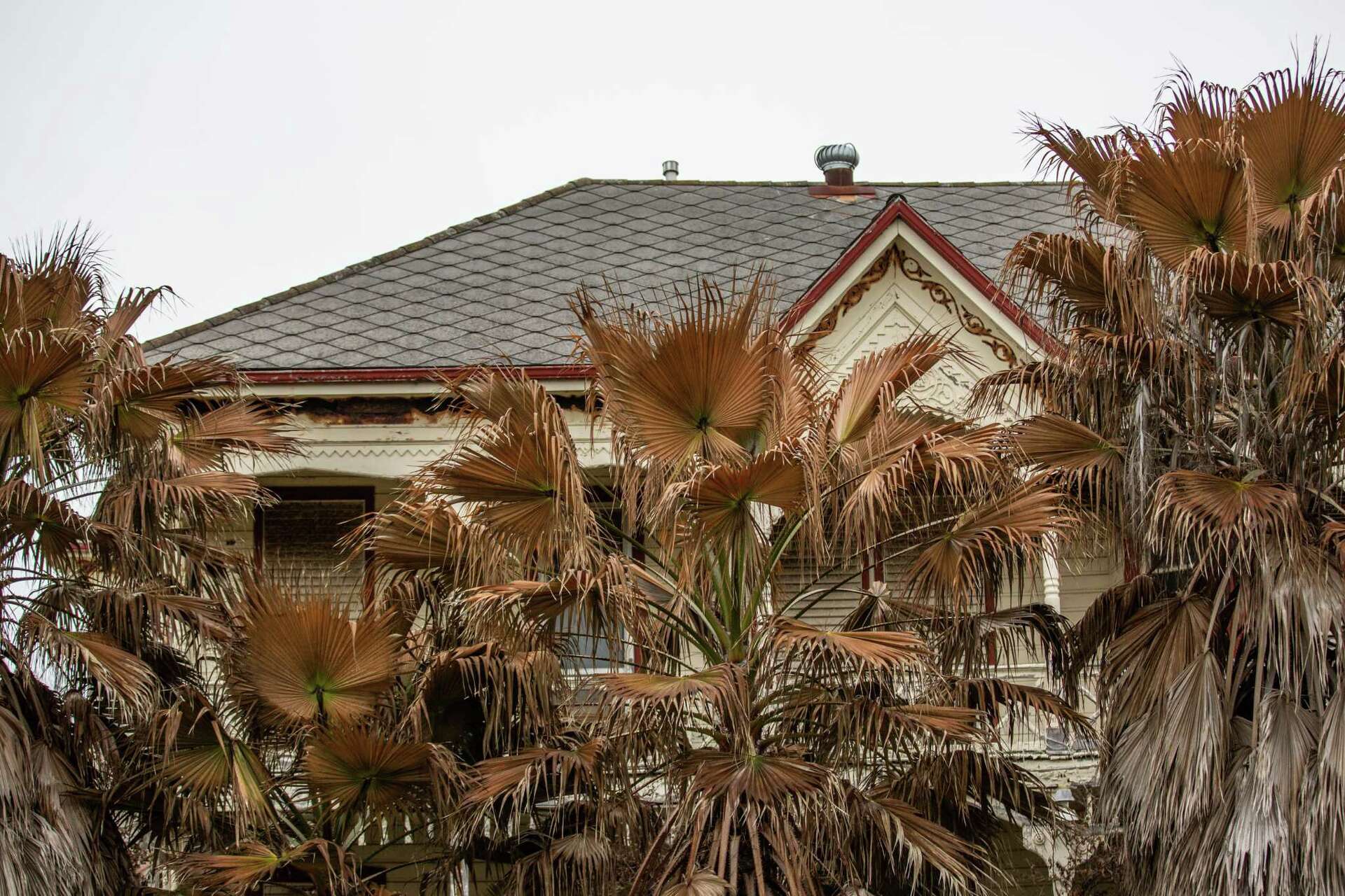 Galveston's iconic palm trees struggling to survive after deadly freeze