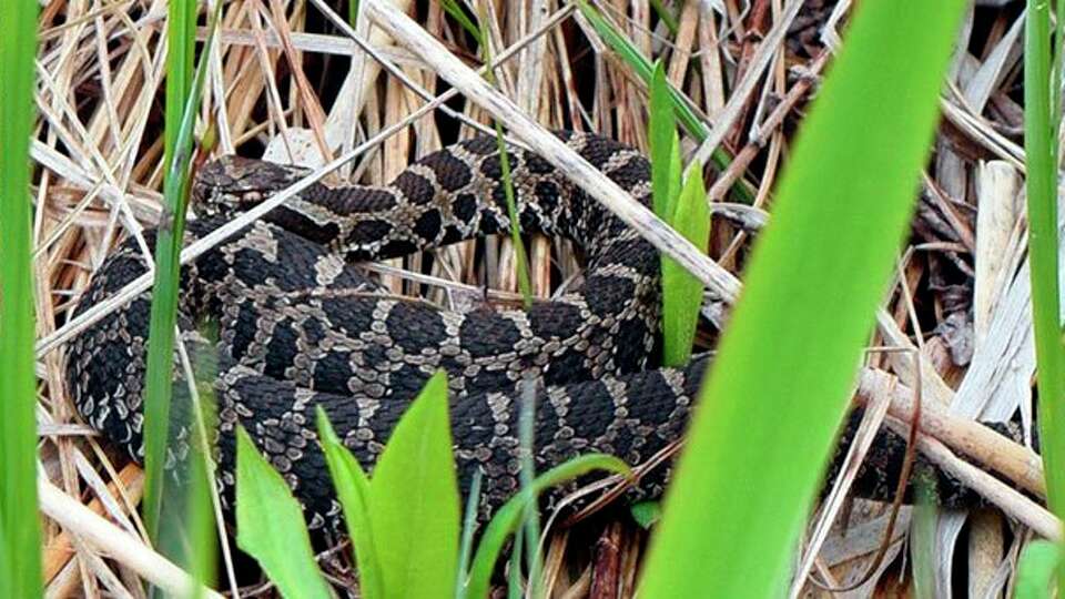 Venomous or harmless? Getting to know Michigan's snakes