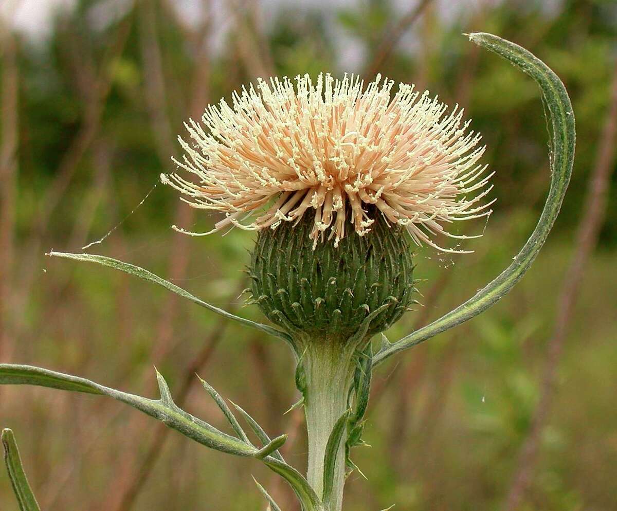 Meet Manistee County's most threatened species
