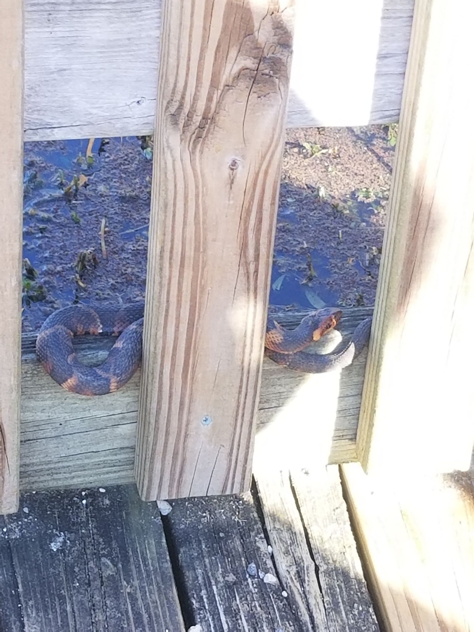 Watch out for this common snake slithering at Brazos Bend State Park