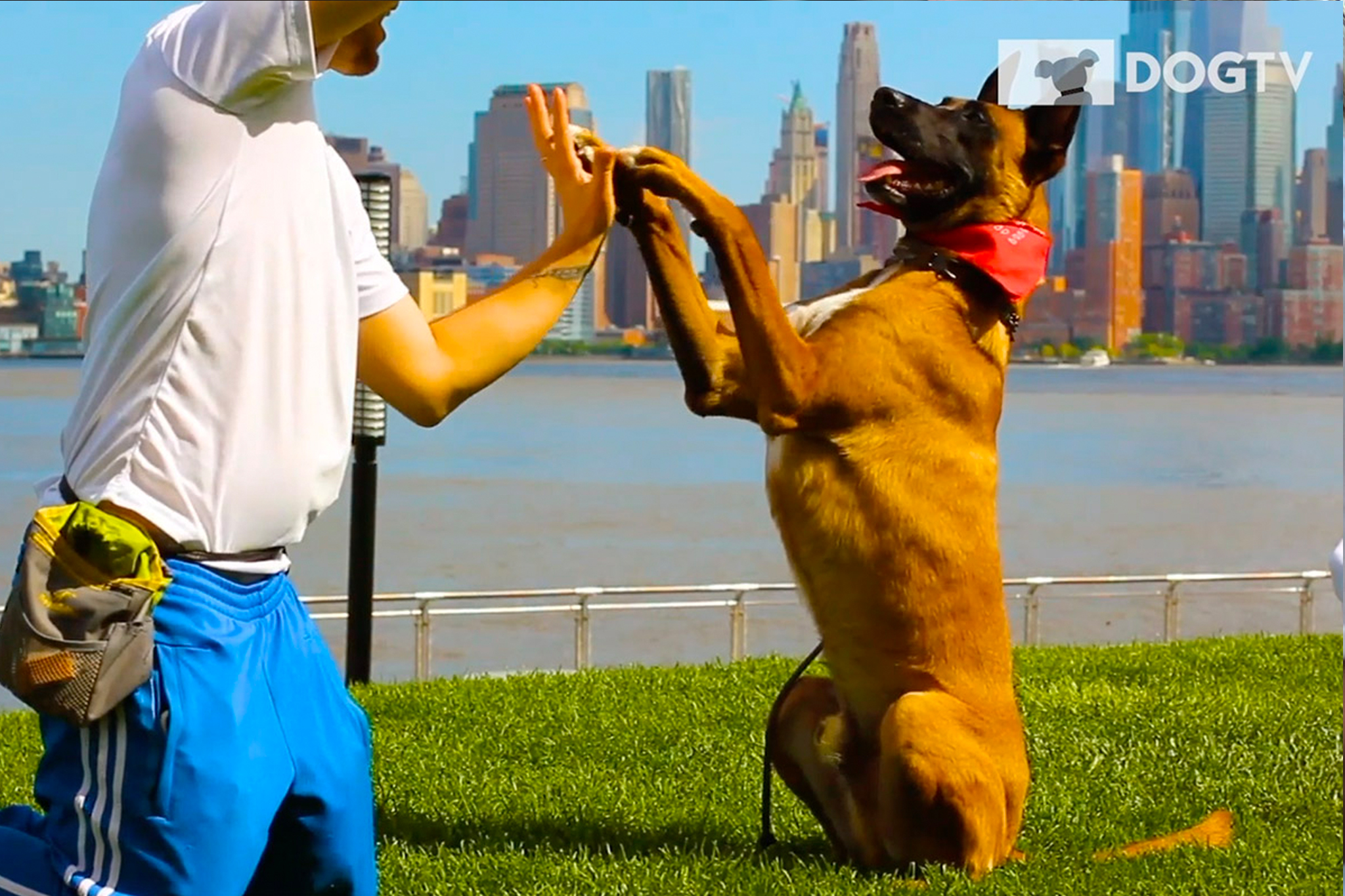 If you have a dog, you need this on-sale streaming subscription made ...
