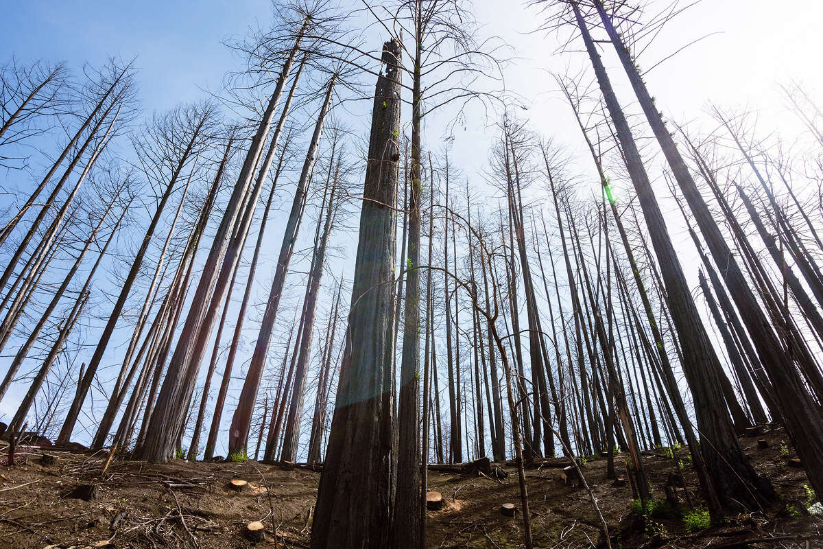 More than six months after the fire started, Big Basin is still burning