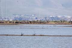 How a Bay Area marsh was saved from a $1 billion housing project
