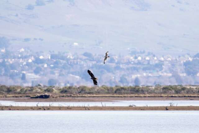 How a Bay Area marsh was saved from a $1 billion housing project
