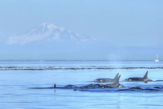 11 breathtaking spots for whale watching in Washington state