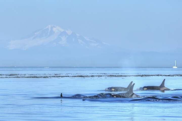11 breathtaking spots for whale watching in Washington state