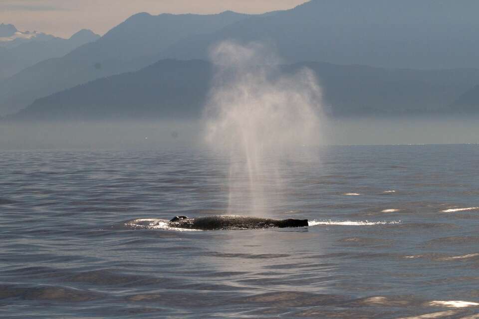 11 breathtaking spots for whale watching in Washington state