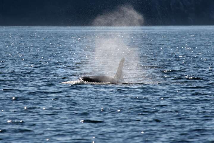 11 breathtaking spots for whale watching in Washington state