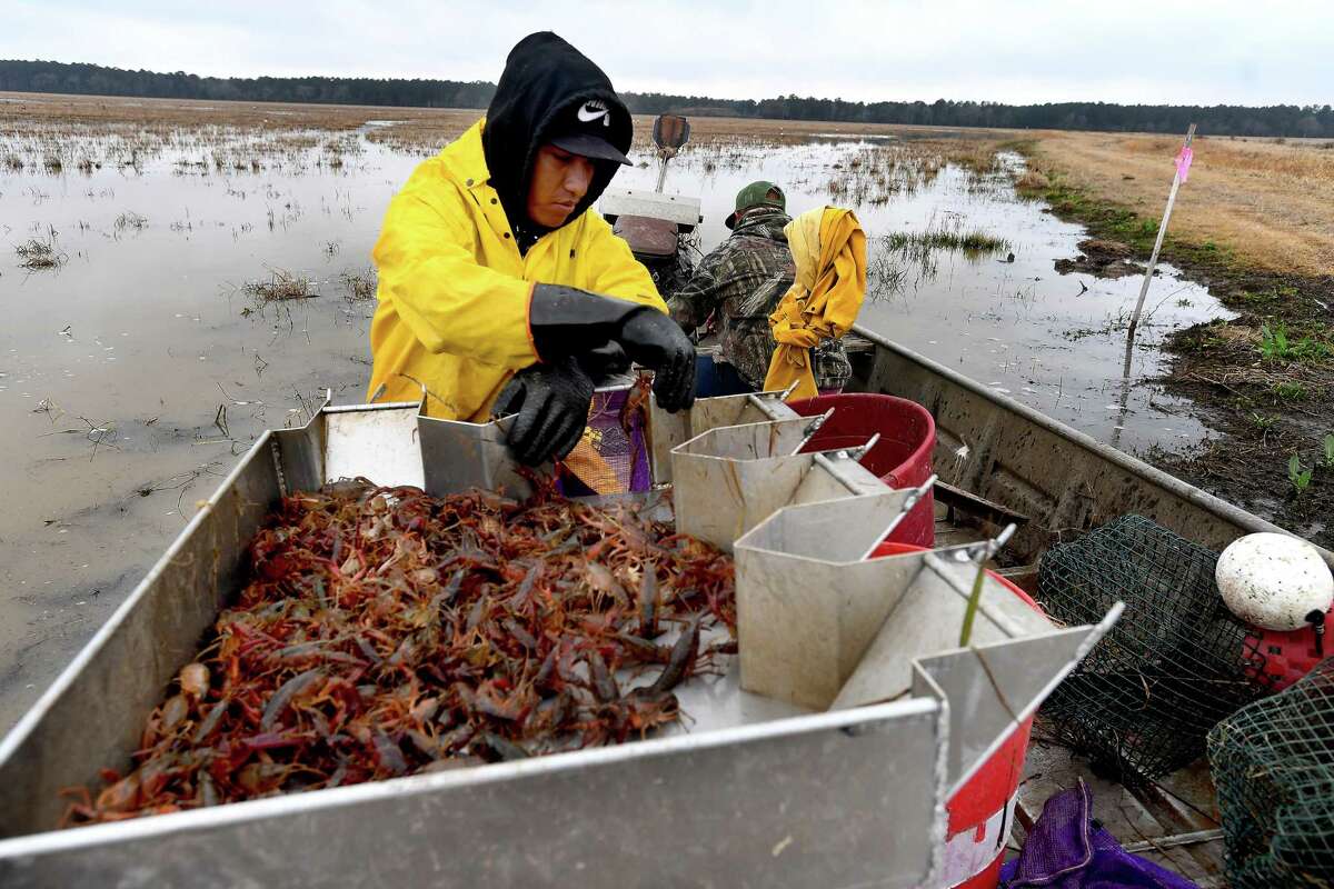 Winter freeze deals blow to crawfish farmers