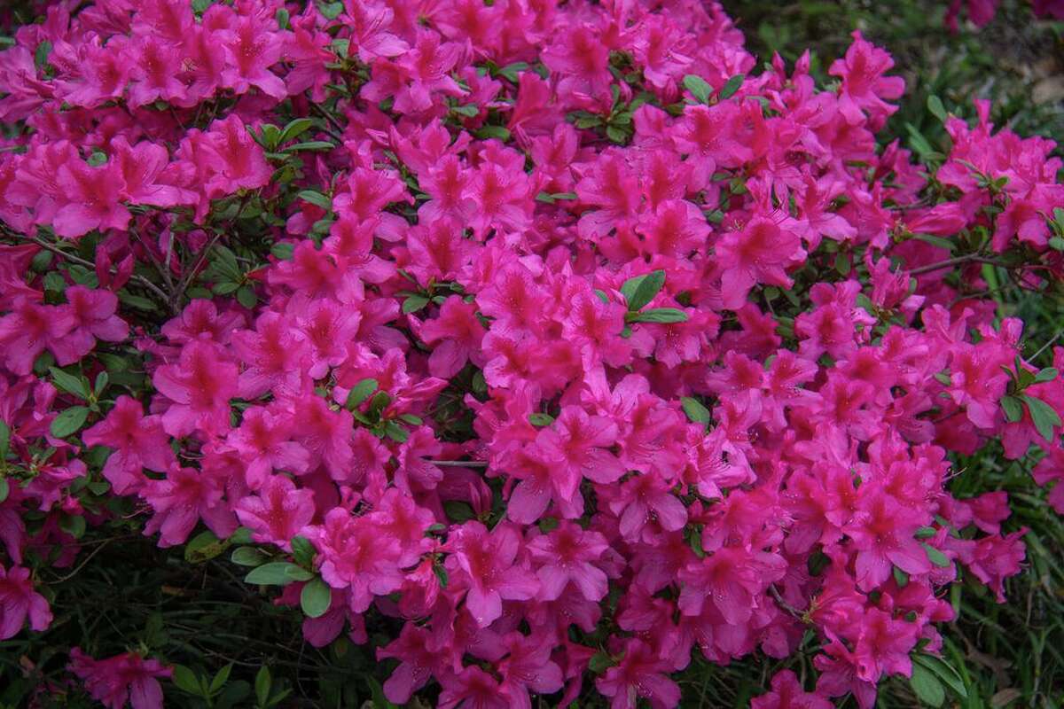 Garden experts still have high hopes for woody, flowering shrubs
