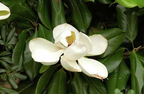 Best trees for Houston to replant after Beryl losses