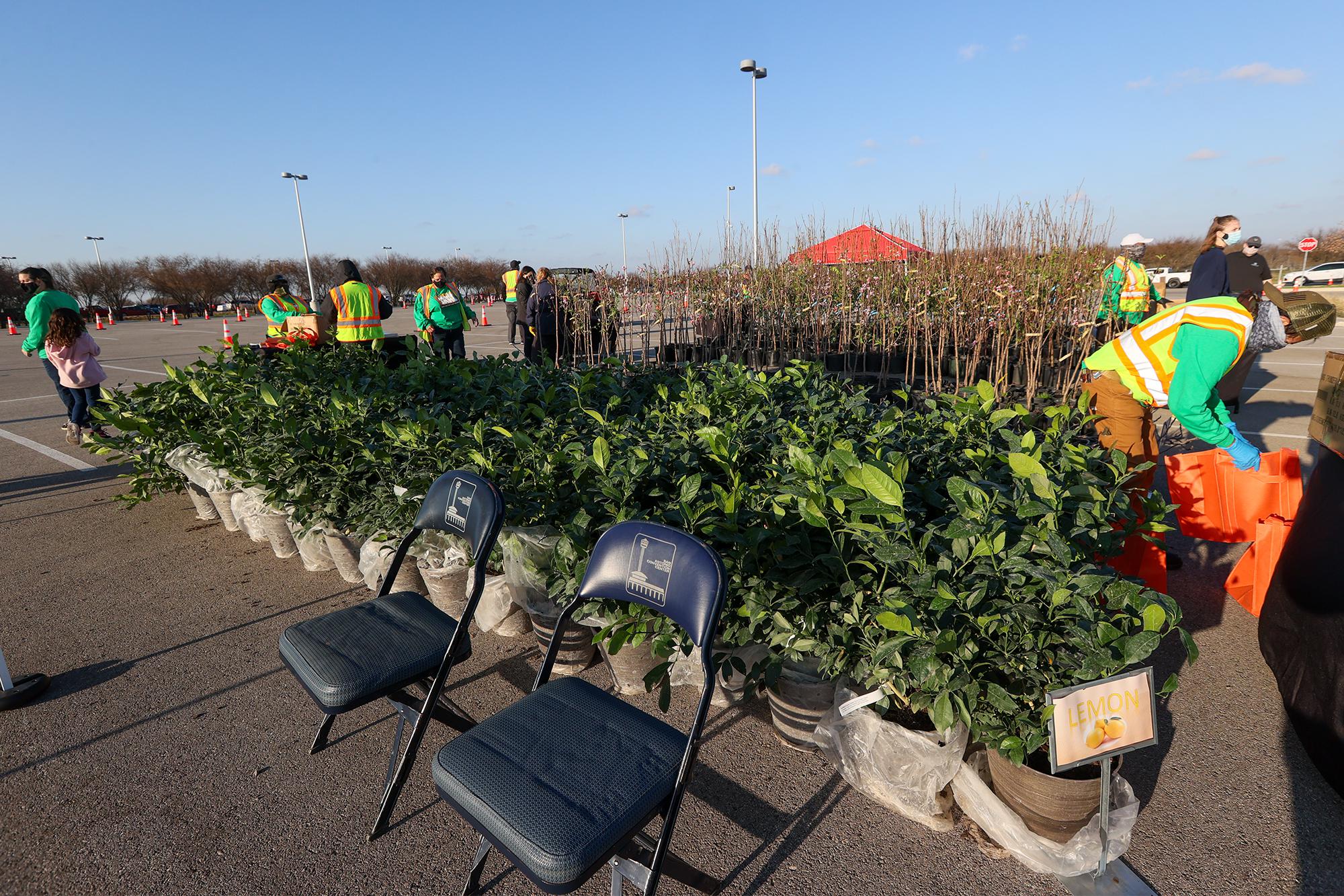 San Antonio gets international praise for its trees — and will give 70