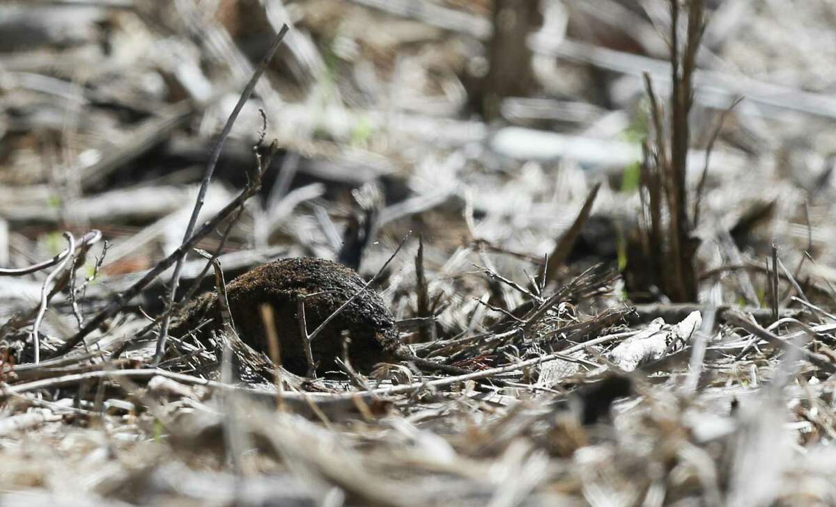 Winter storm creates ideal burning conditions for coastal prairie