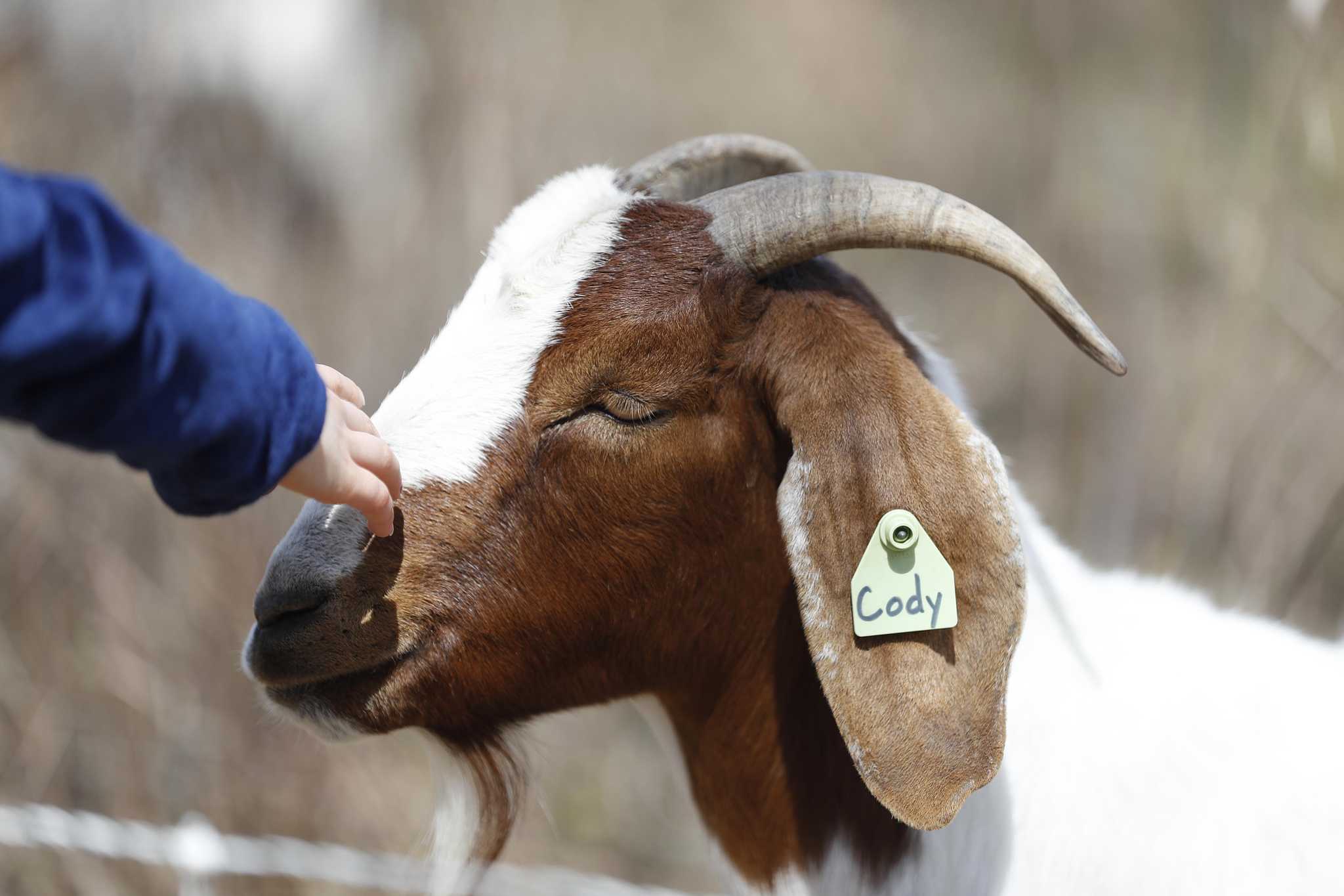 Tell your kids, goats are baaa-ck at Houston Arboretum