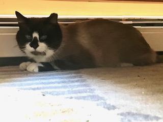 Nino, a cat, needs a family with patience, understanding