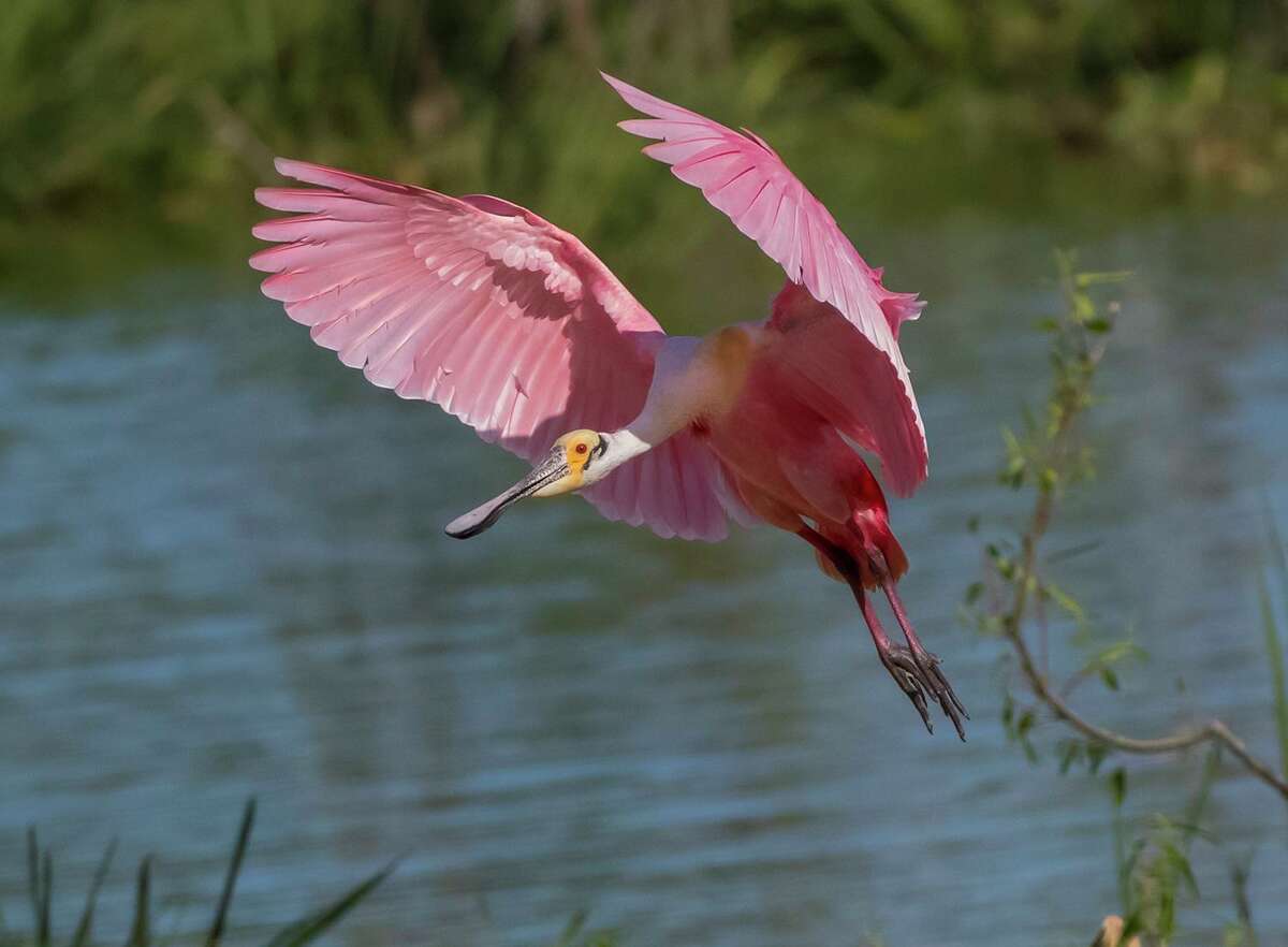 High Island Water Bird rookery serves as fortress for nesting birds ...