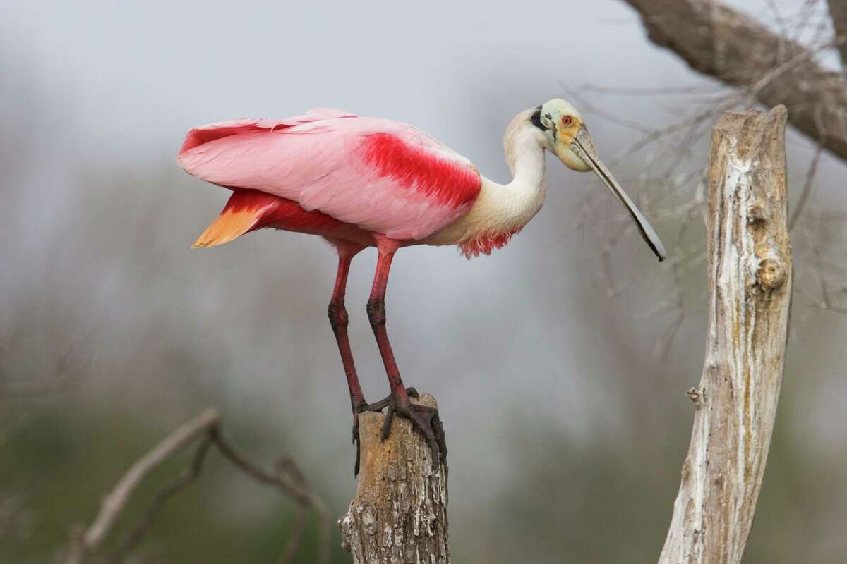 High Island Water Bird rookery serves as fortress for nesting birds ...