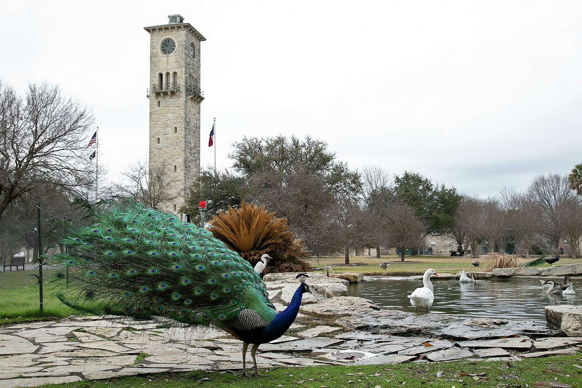The Quadrangle, home of army of peacocks, reopens to public