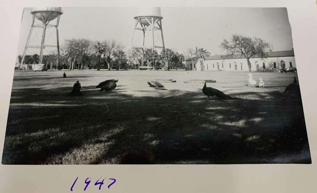 Fort Sam Houston’s famed Quadrangle peacocks a tradition still ...