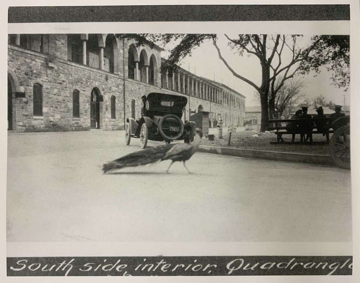 Fort Sam Houston’s famed Quadrangle peacocks a tradition still ...