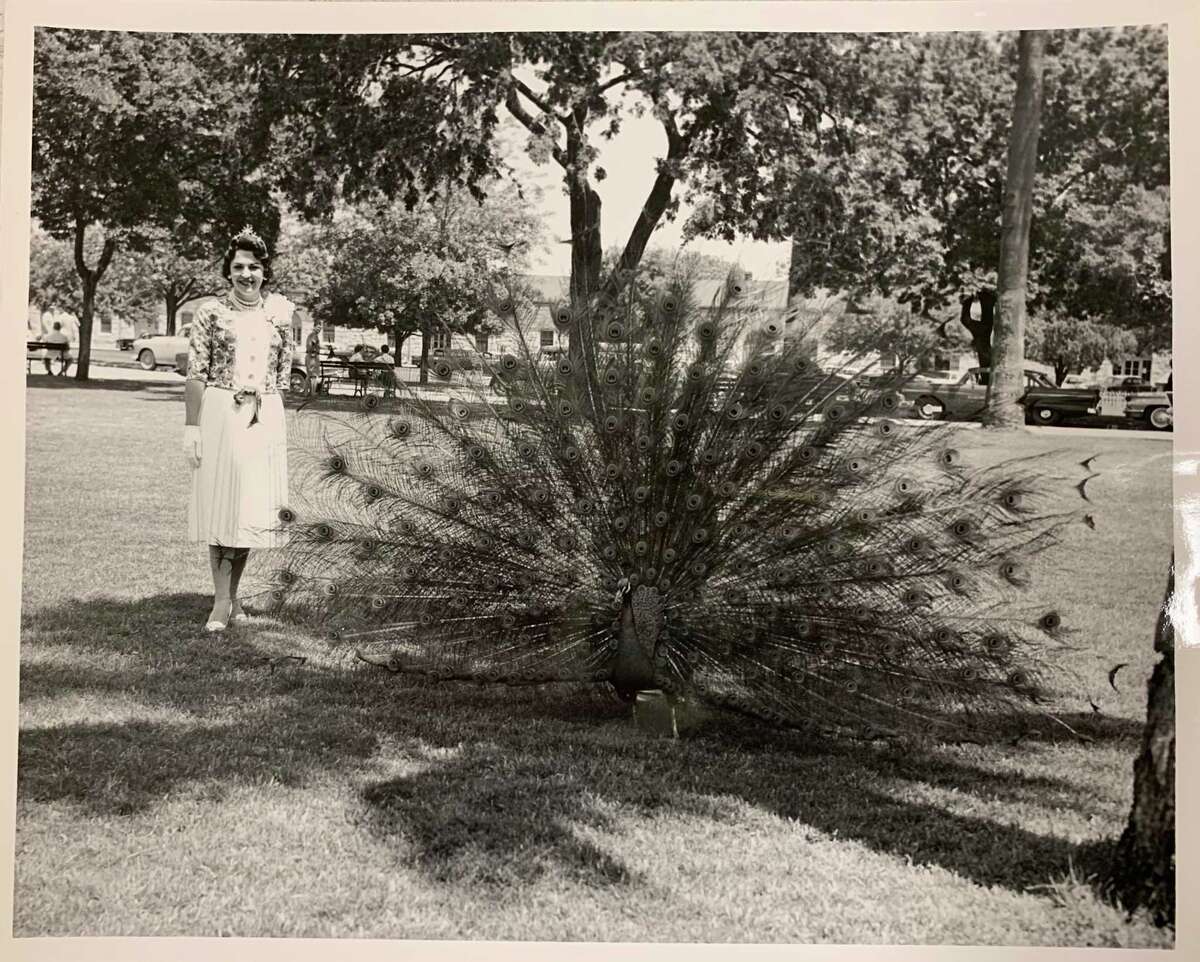 Fort Sam Houston’s famed Quadrangle peacocks a tradition still ...
