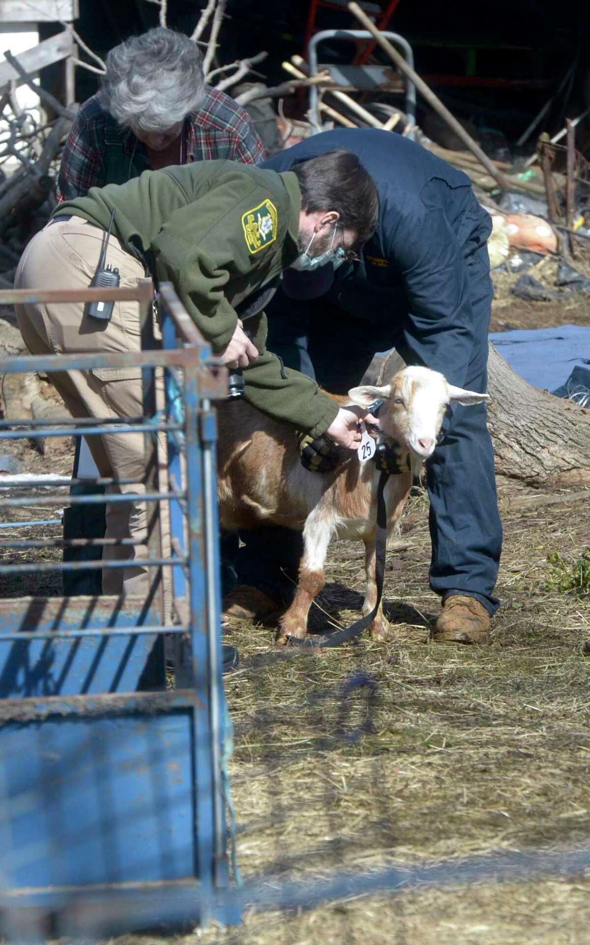 Official: 90 goats in Redding cruelty case go up for adoption