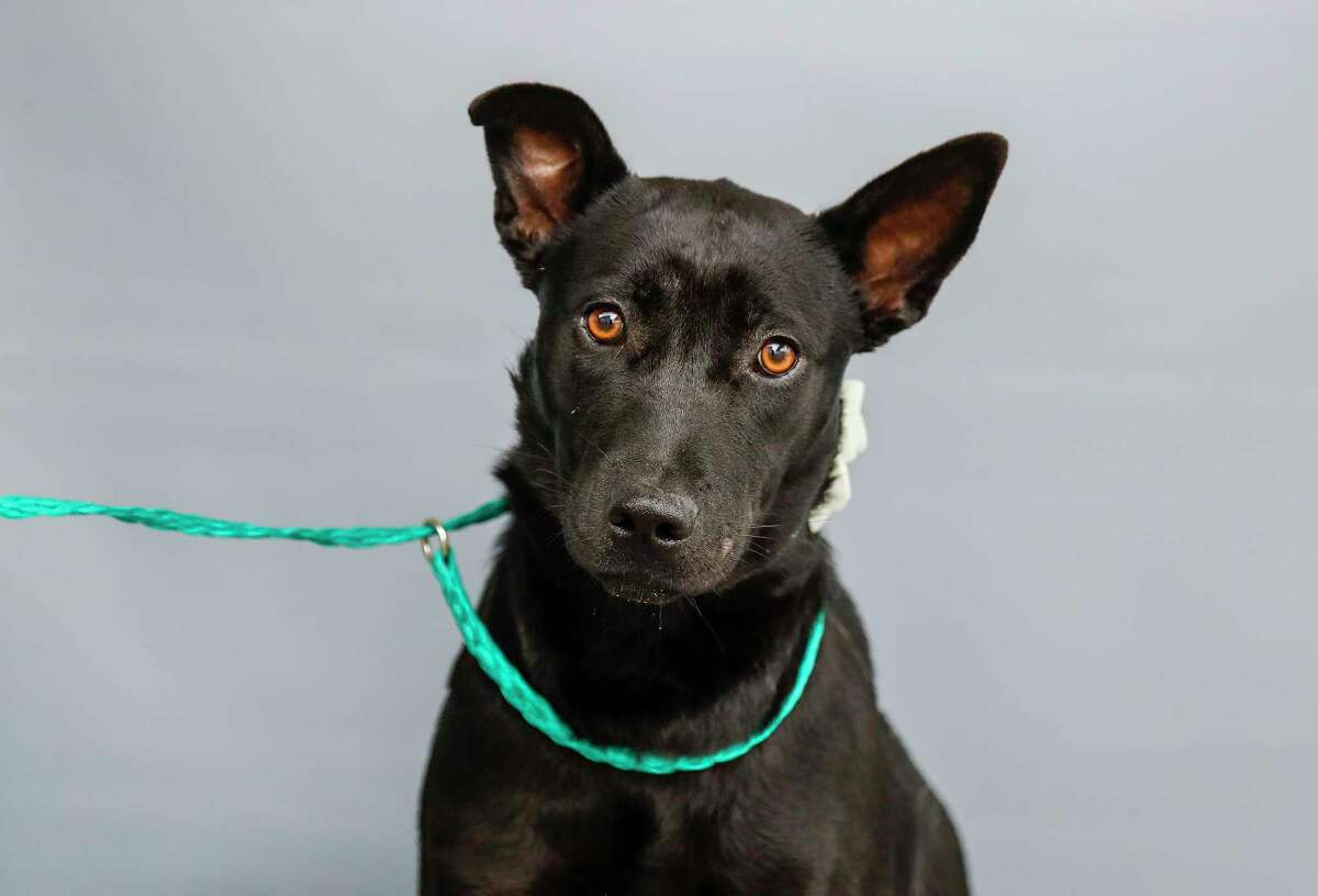 Meet Mollie, a black lab found abandoned on a Houston driveway, and ...