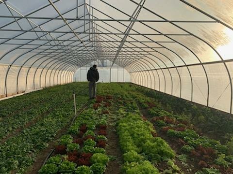 Z&N Farm offers fresh produce, curbside pickup