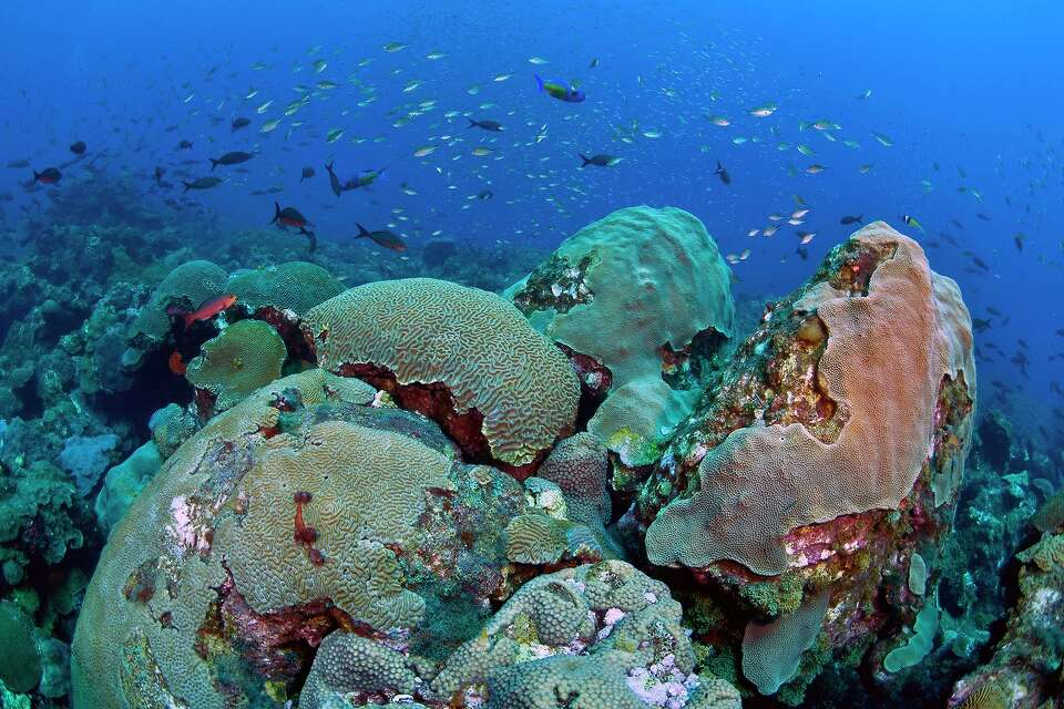 Galveston coral reefs safe from heat decimating Florida's, for now