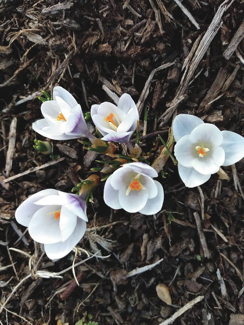 Reader photo: Hocus crocus