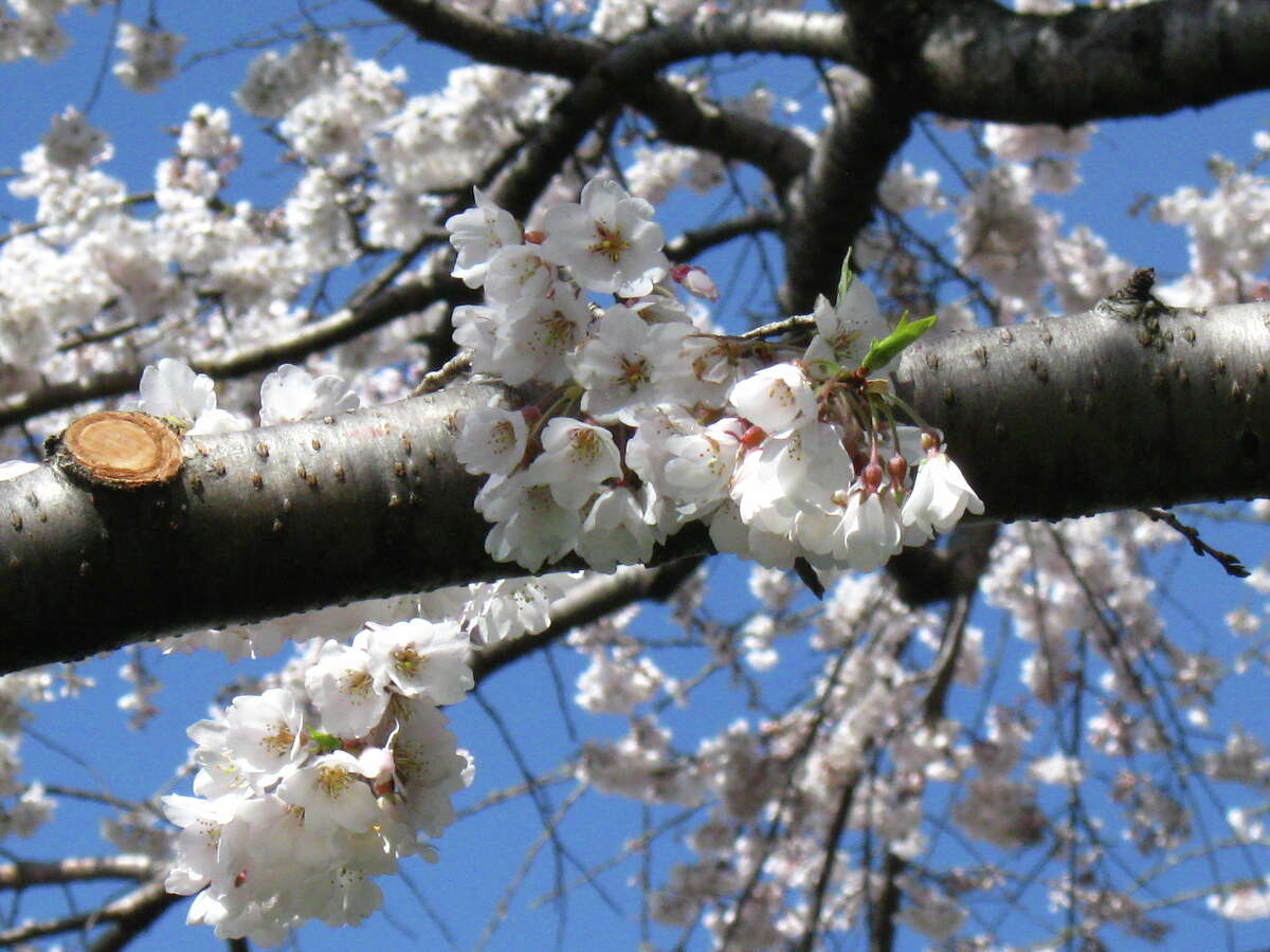 Spring sneezes: Allergy season begins in Western Washington as pollen ...