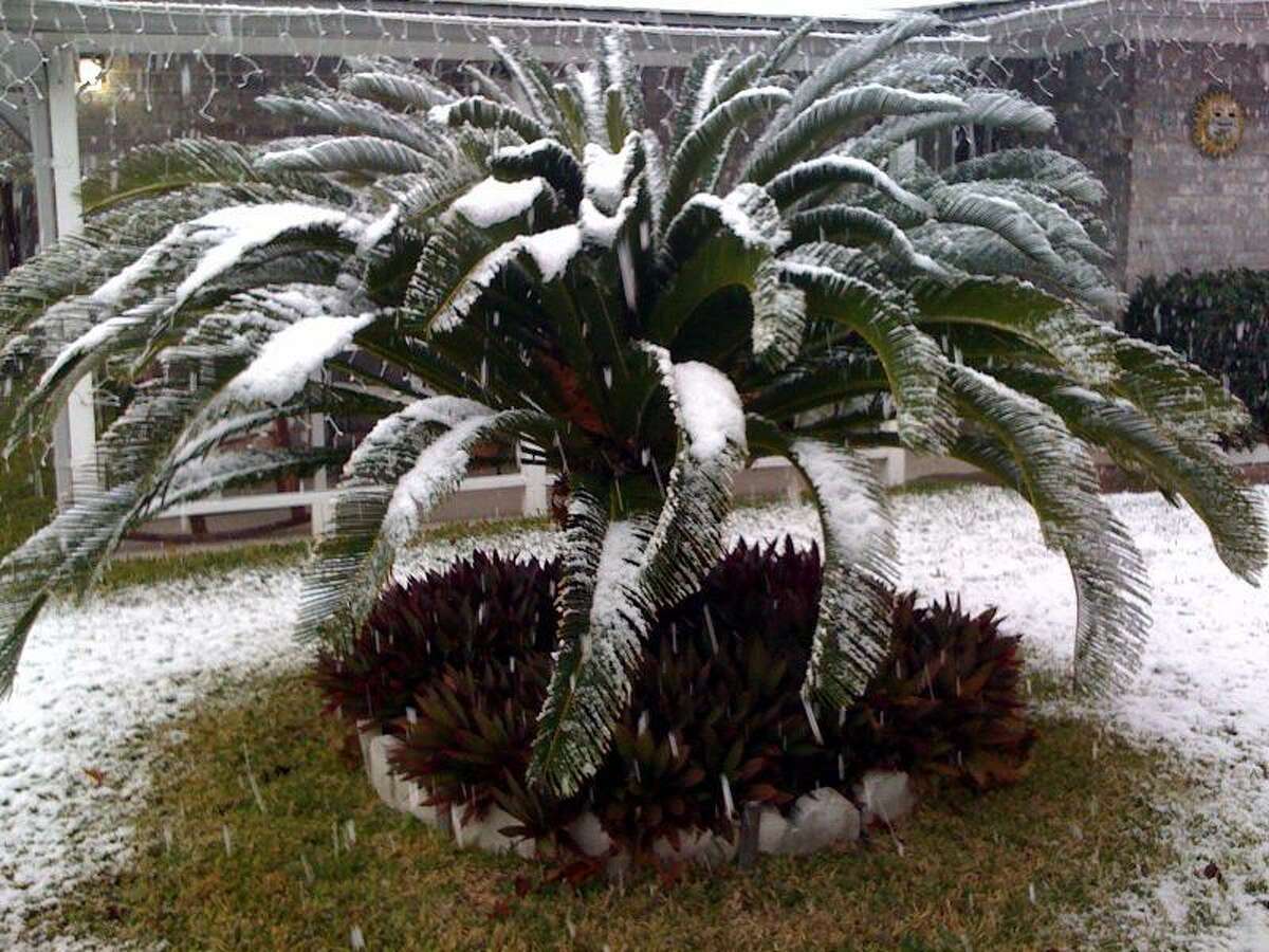 How will freeze-damaged bottlebrush, sago palms & jasmine fare? Texas A ...