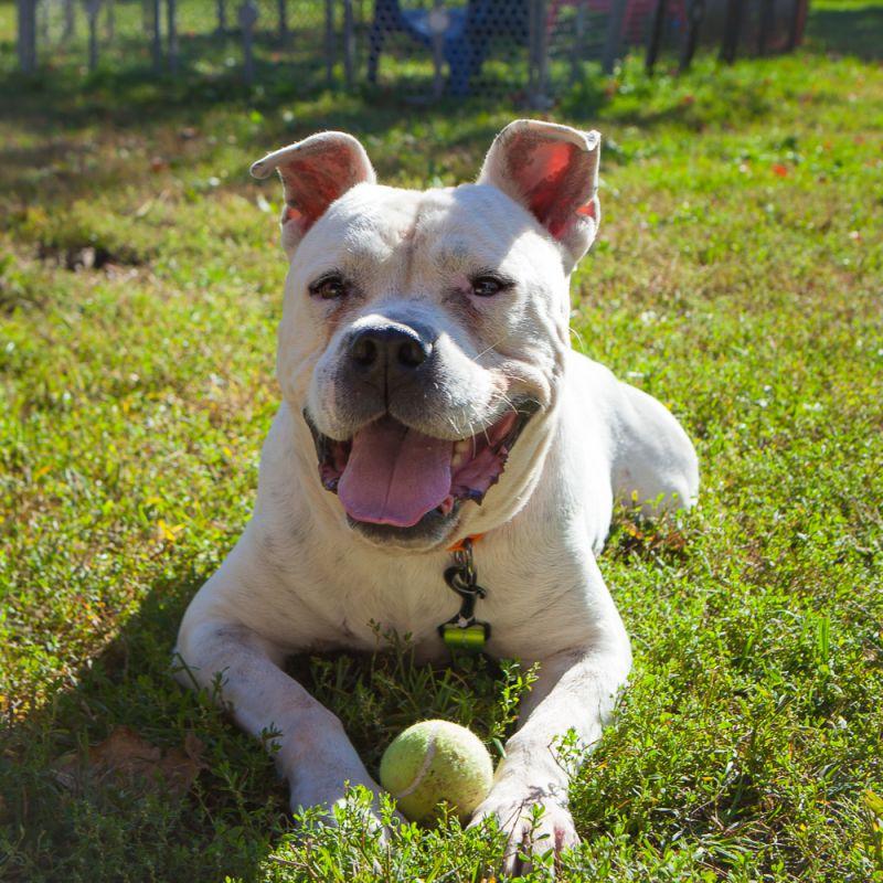 Jericho, a dog, needs a Hail Mary: Foster needed