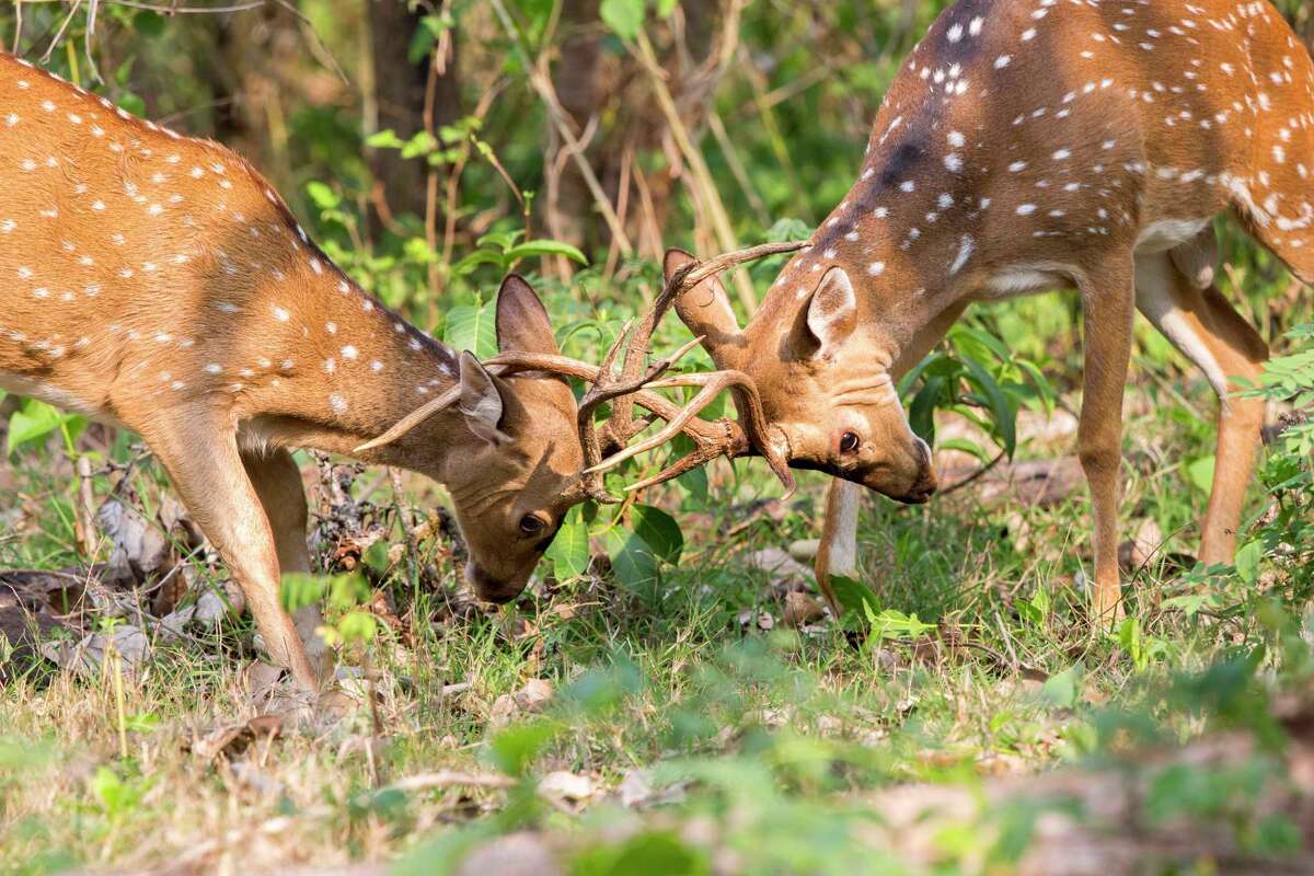 Like feral hogs, Texas’ exotic axis deer can be destructive, but they ...