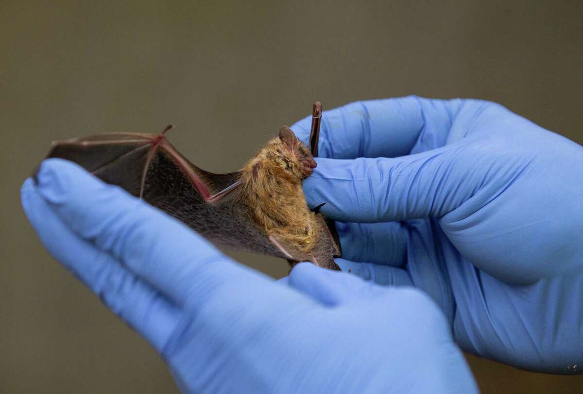 White-nose syndrome has killed millions of bats. Here’s how Texas ...