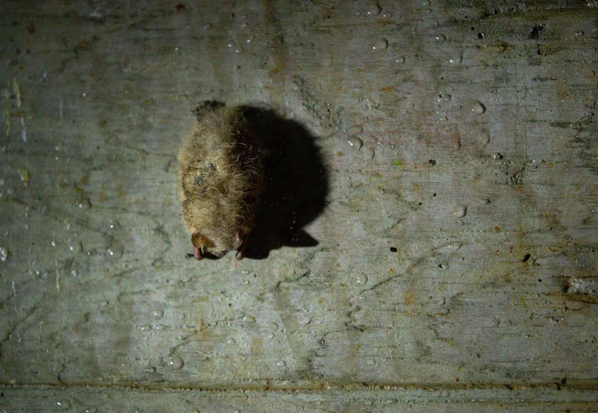 White-nose syndrome has killed millions of bats. Here’s how Texas ...